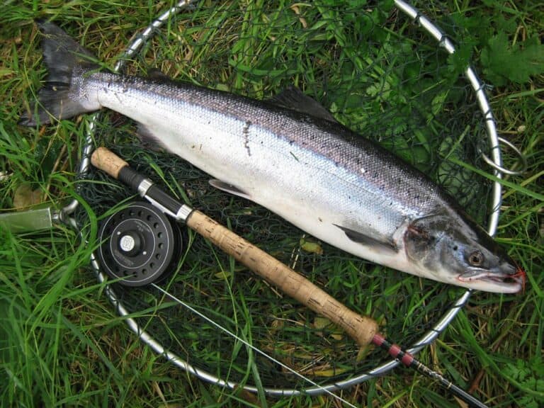 SALMON FISHING IN SCOTLAND - Scottish Salmon Fishing Rivers